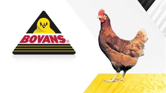 Joice And Hill Free Range Chicks Bovans Joiceandhill Joice And Hill Free Range Chicks Bovans Joiceandhill
