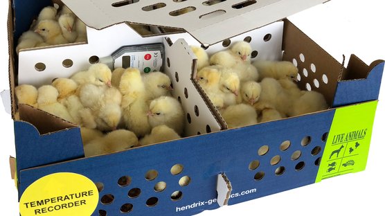 Hatchery hygiene, part 2 Cleaning and Disinfection - Laying Hens