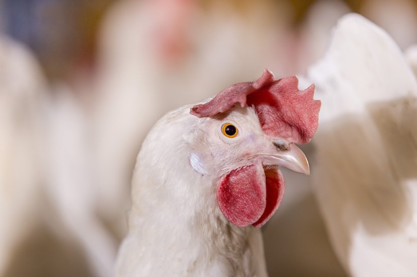 Laying Hen Breeds Commercial Management Guide Bovans Laying Hen Breeds Commercial Management Guide Bovans