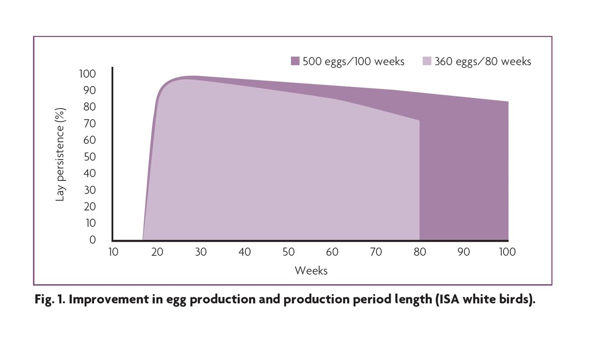 How To Feed Layers For A Longer Production Cycle And High Performance