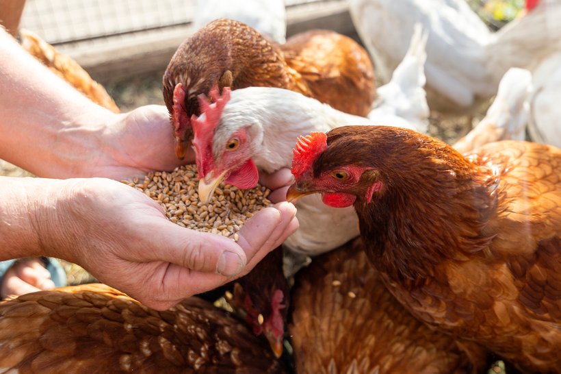 Feed Prices On The Rise Can Alternative Feed Materials Be Used For Feed Prices On The Rise Can Alternative Feed Materials Be Used For
