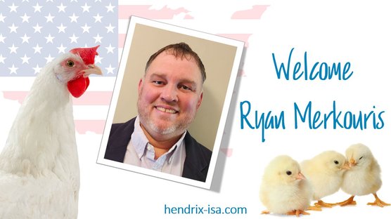 Your partner for first quality day old chicks - Hendrix ISA